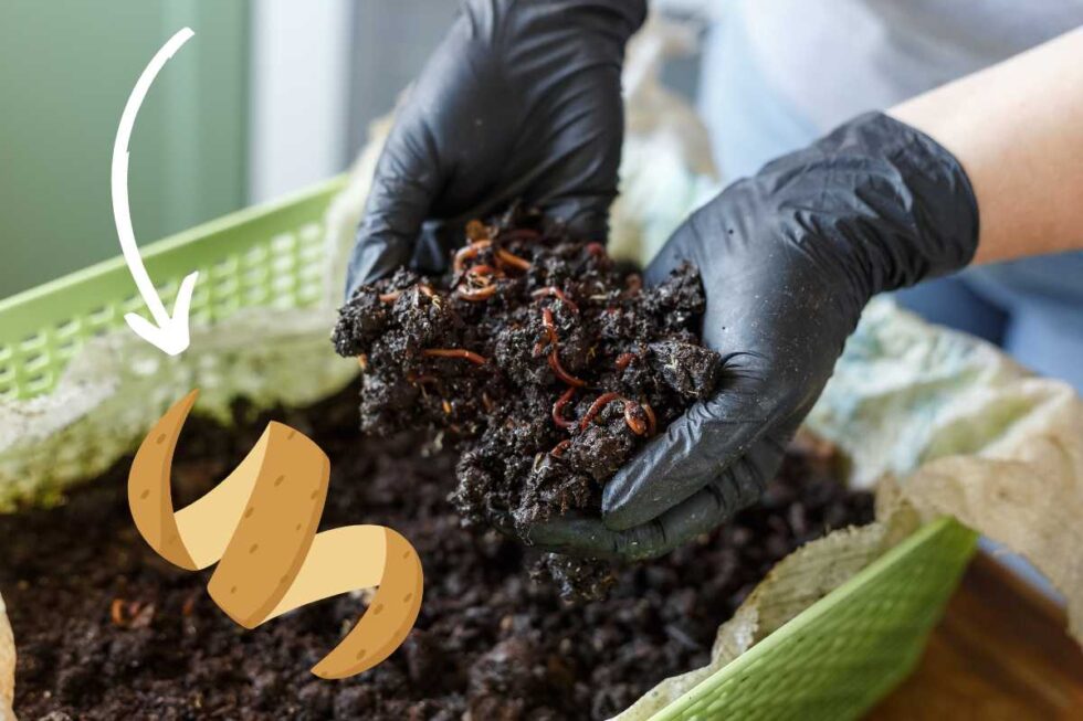 Peut-on mettre des épluchures pomme de terre dans son compost